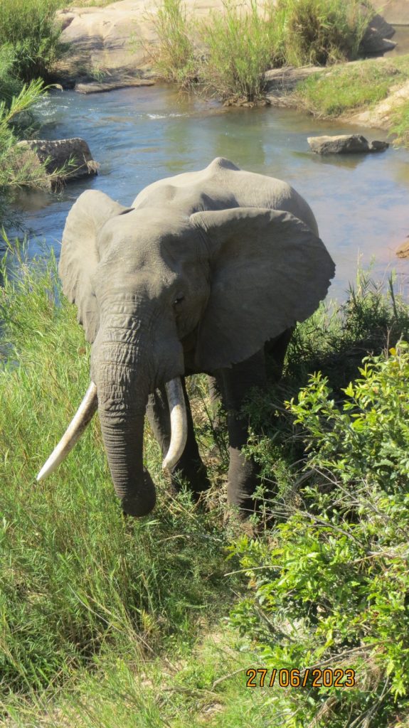 VERRASSINGS WAT WAG BY DIE KRUGERBRUG - Hennie Van Deventer